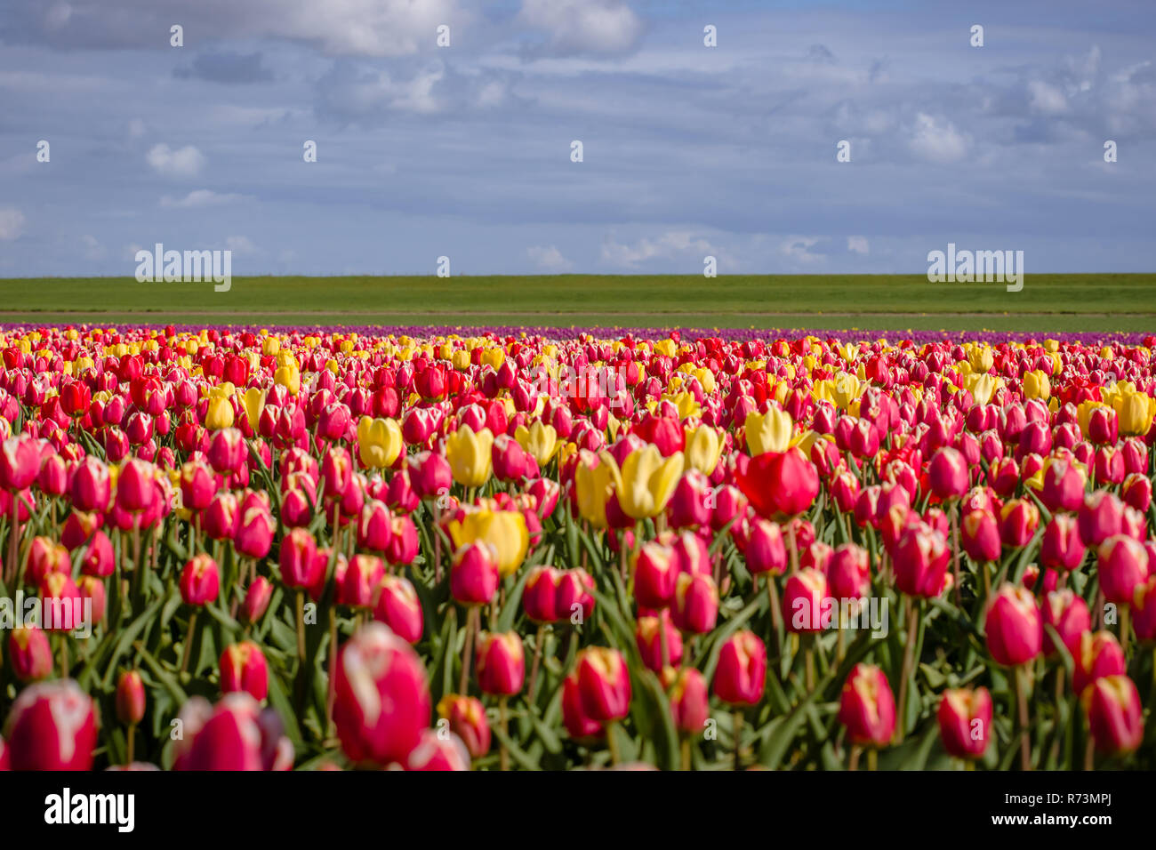 Horticulture and arable crops with different types and colors with ...