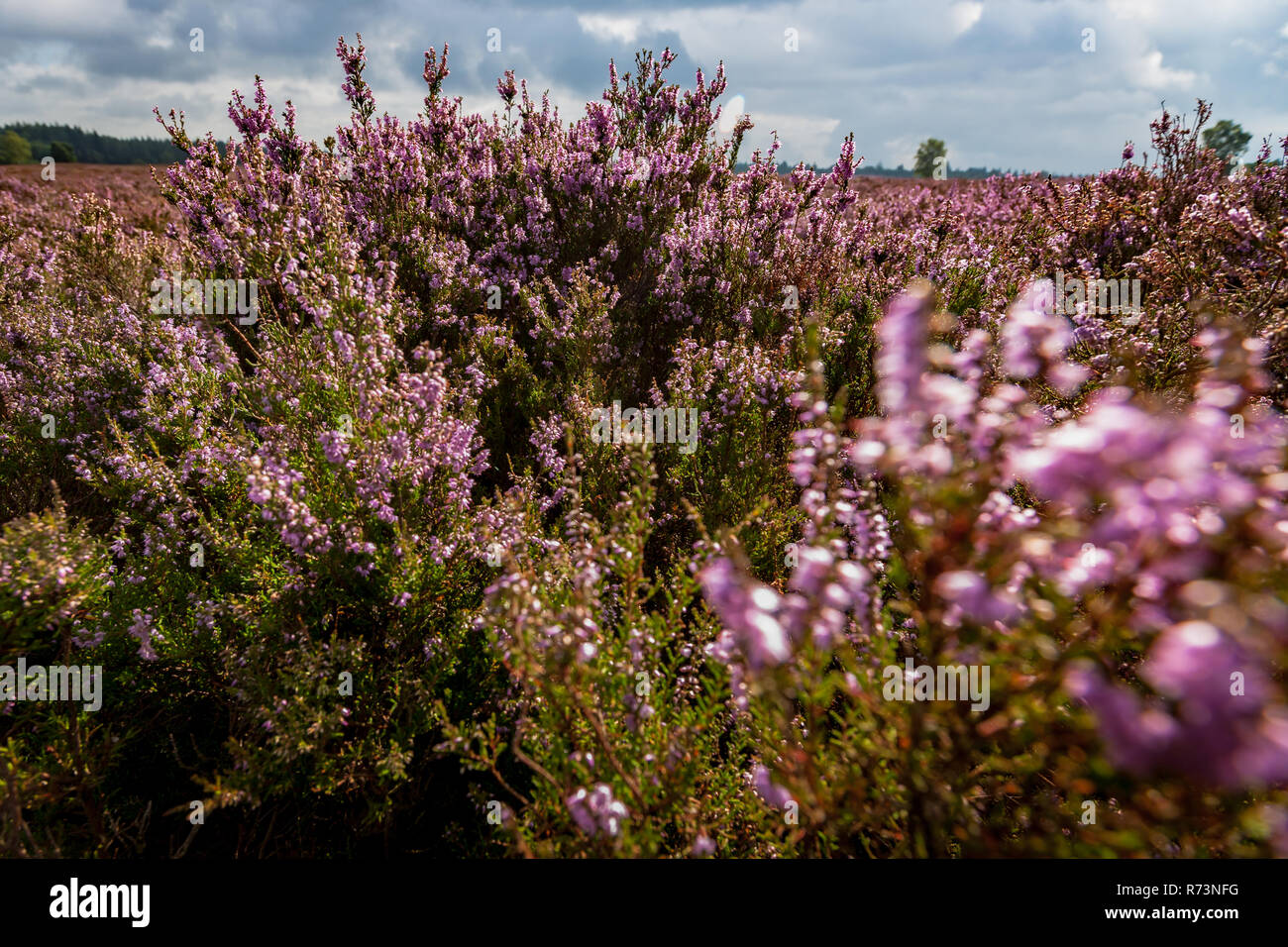 Blooming of beautiful heather flowers, natural seasonal floral ...