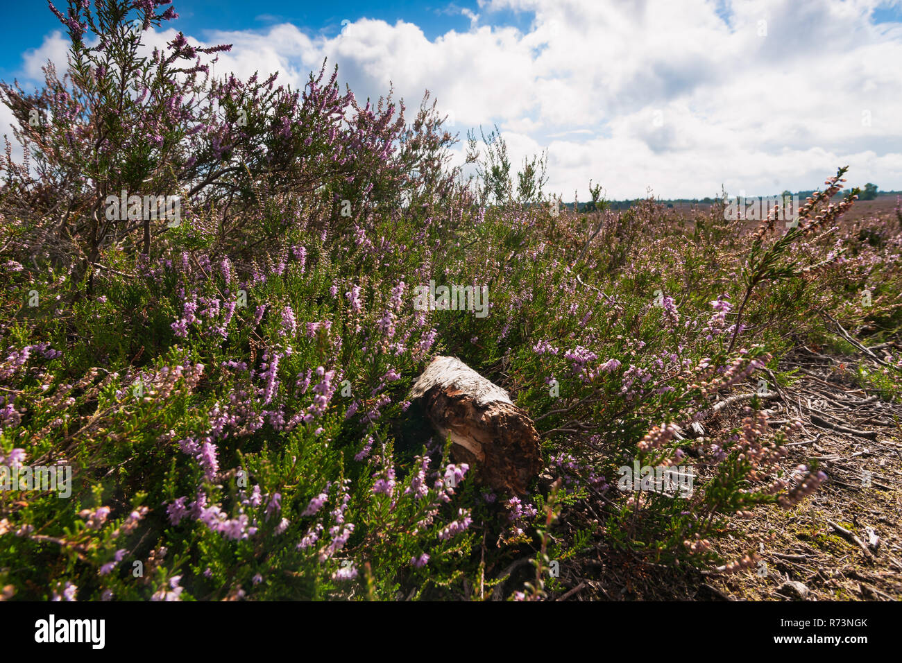 Blooming heath plant and a dead piece of birch tree with white bark ...