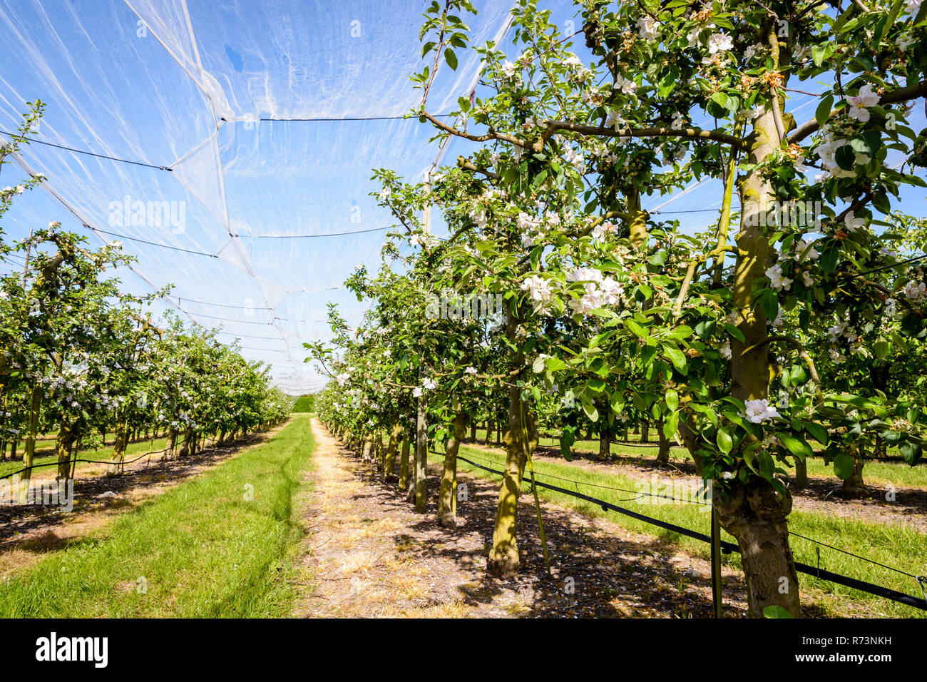 Apple Trees France High Resolution Stock Photography and Images - Alamy
