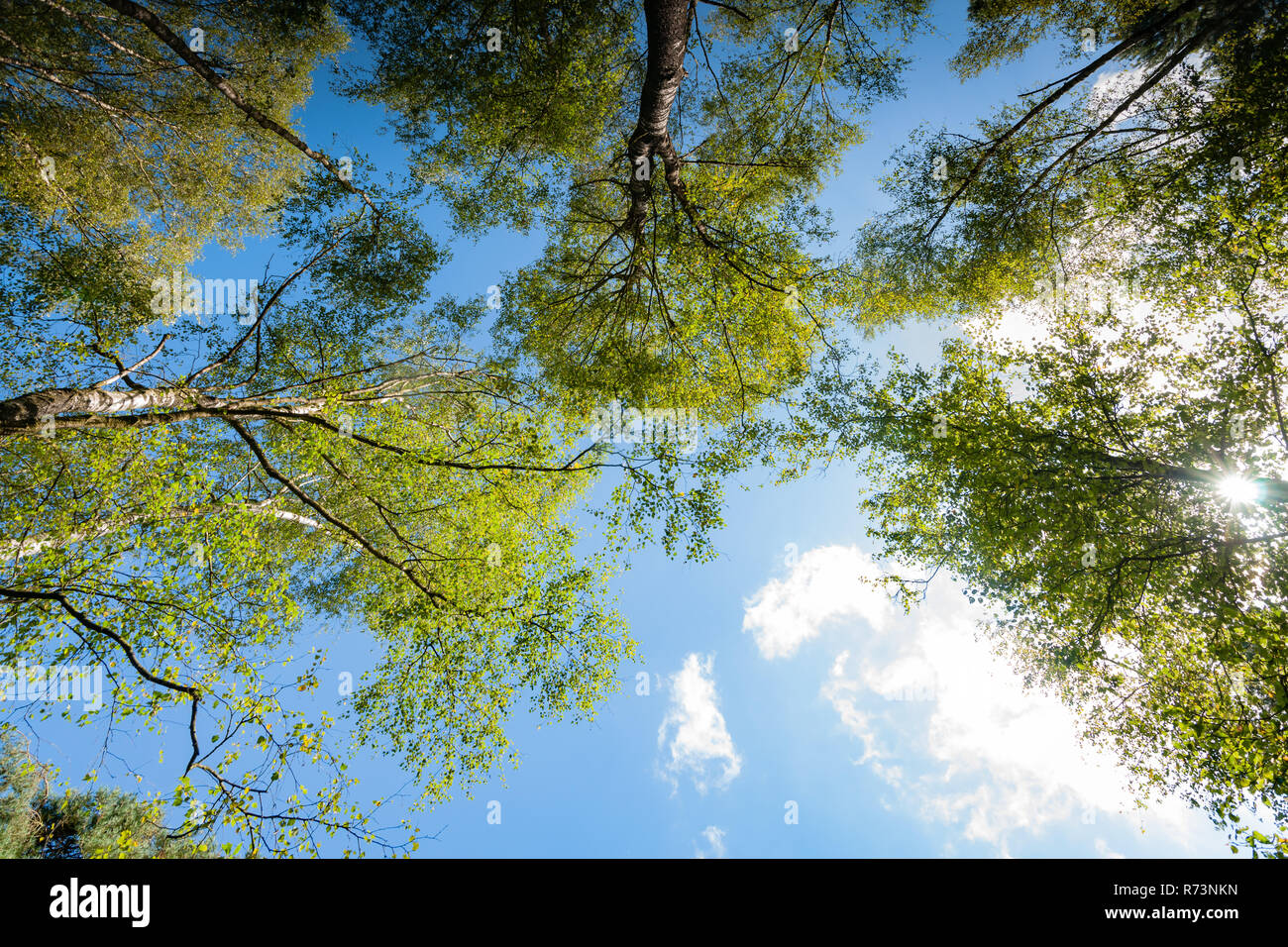 Branches of trees in the view from below into the sky with clouds and ...