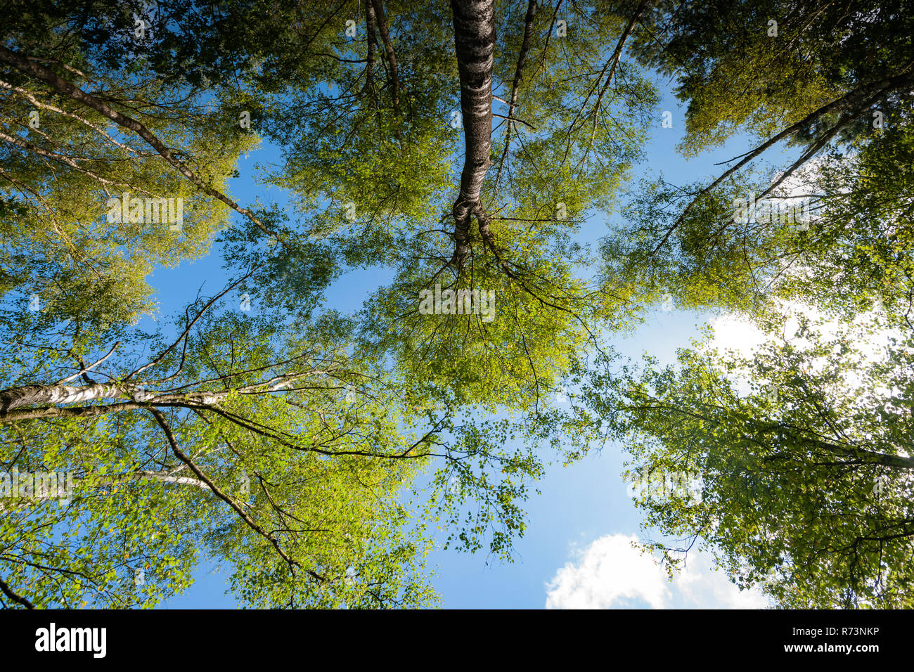 Branches of trees in the view from below into the sky with clouds and ...