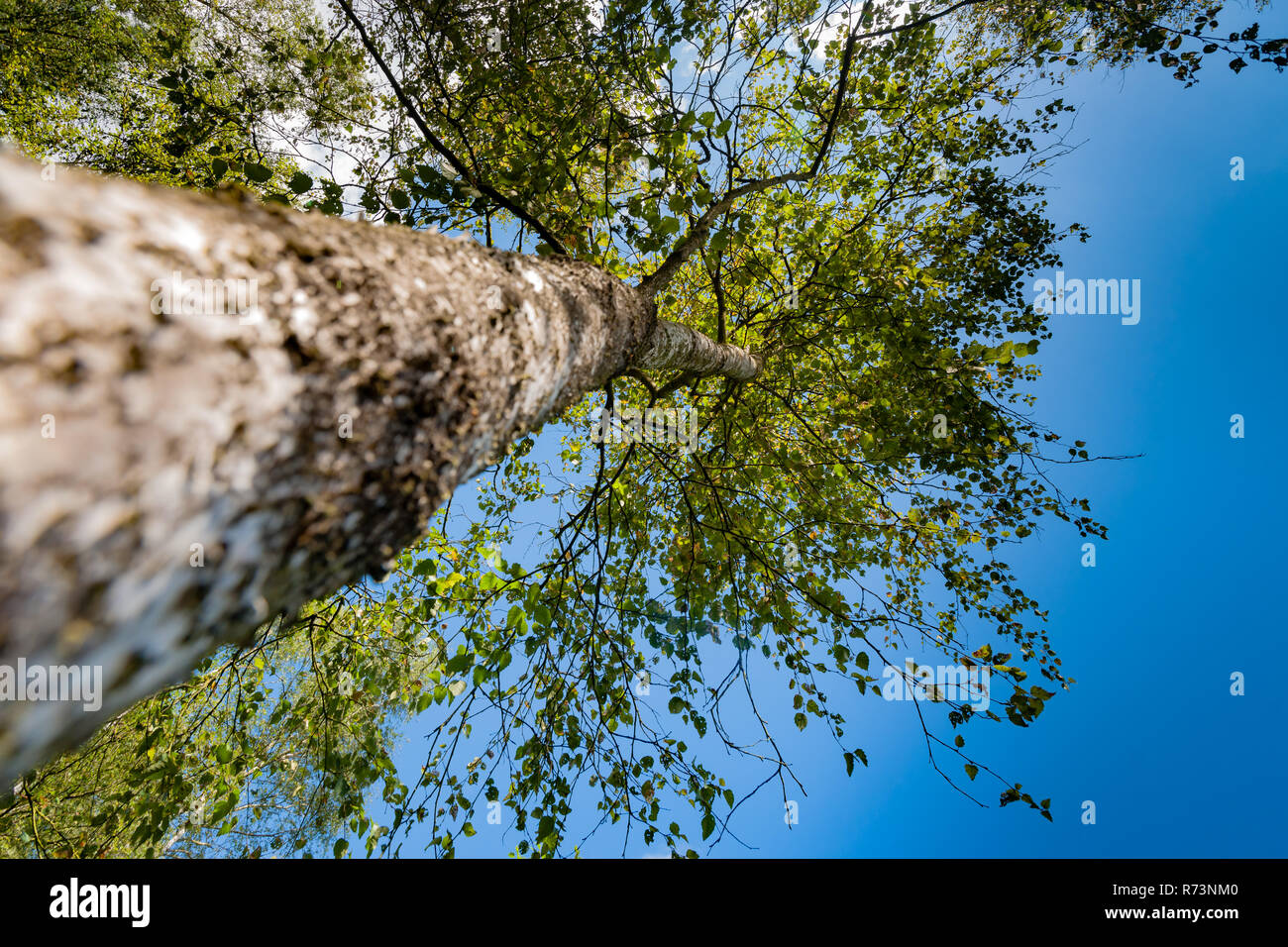 Branches of trees in the view from below into the sky with clouds and ...