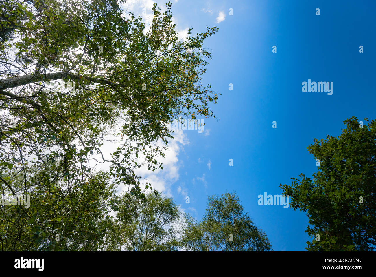 Branches of trees in the view from below into the sky with clouds and ...