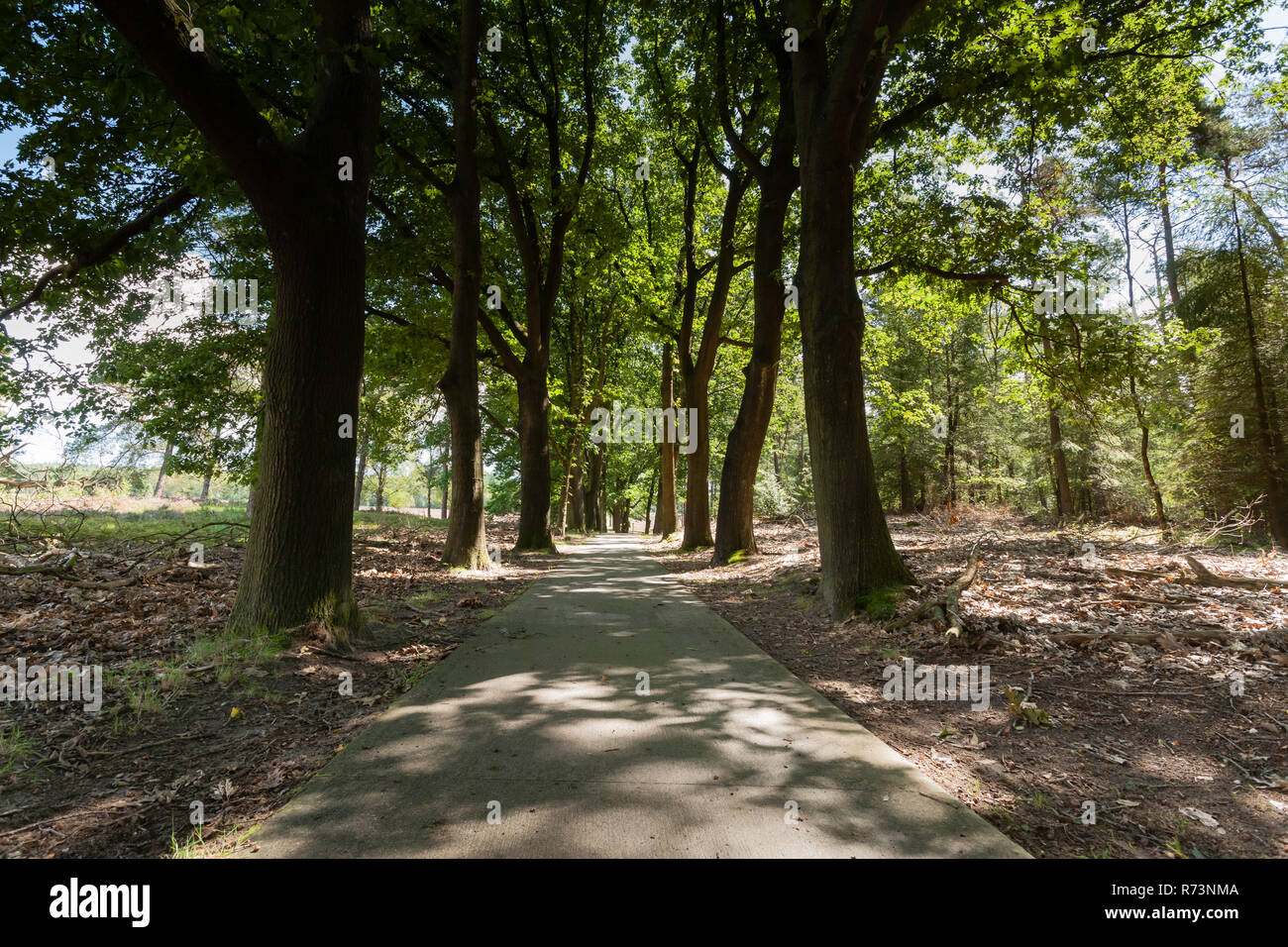 Concrete bike path or footpath through the woods. The summer sun shines ...