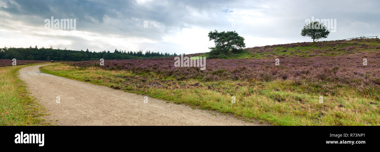 Sandpaths in a thriving pagan landscape full of purple blossoms ...
