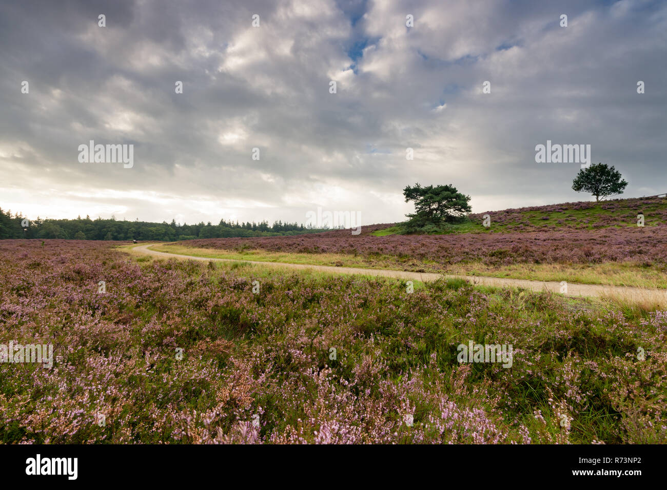 Sandpaths in a thriving pagan landscape full of purple blossoms ...