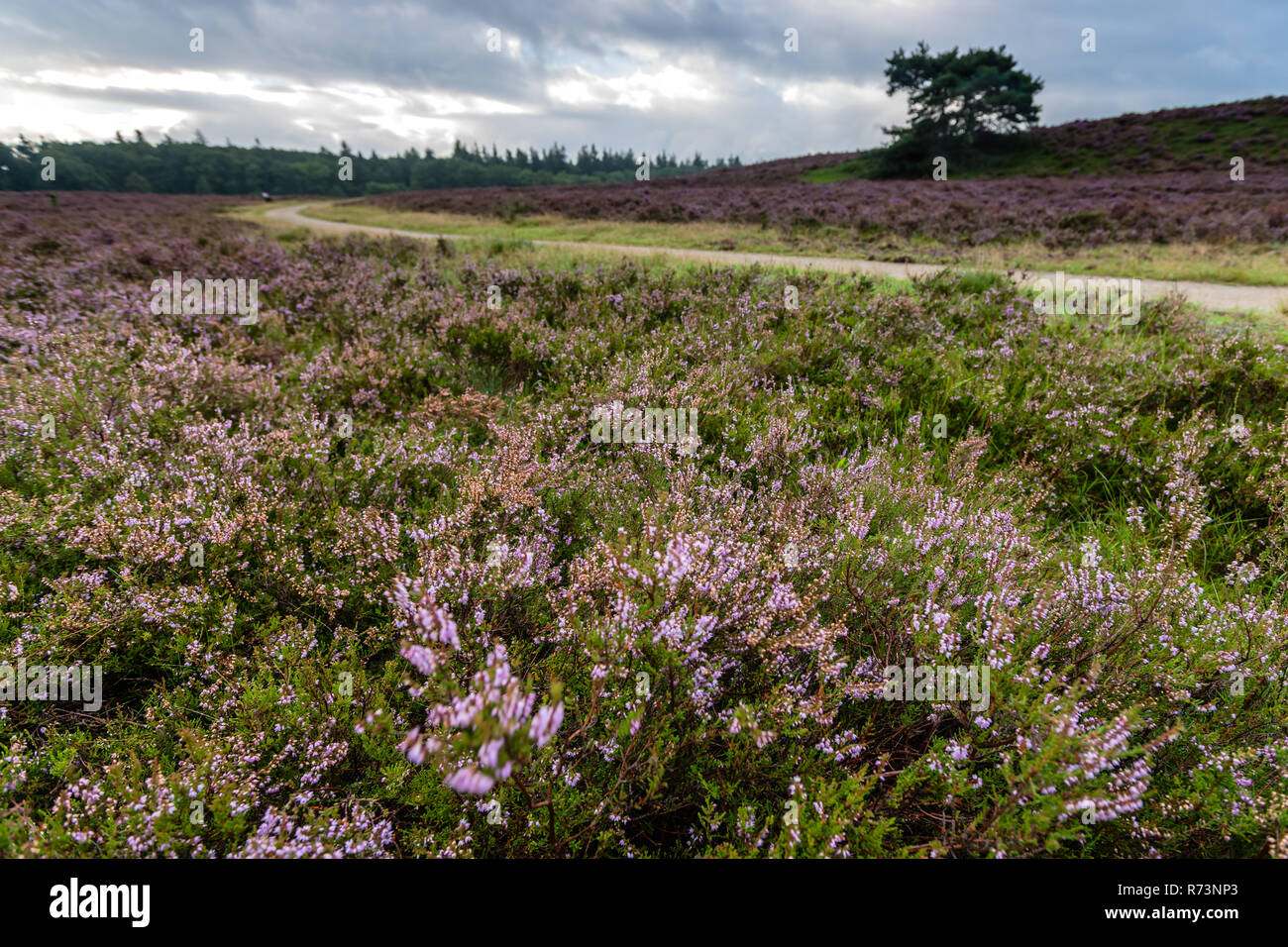 Sandpaths in a thriving pagan landscape full of purple blossoms ...