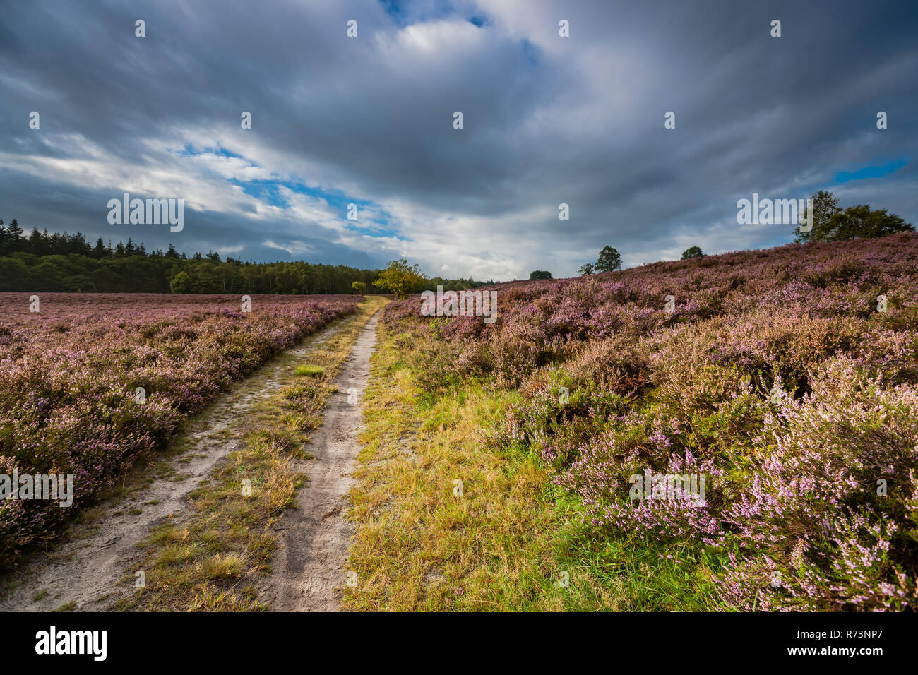 Sandpaths in a thriving pagan landscape full of purple blossoms ...
