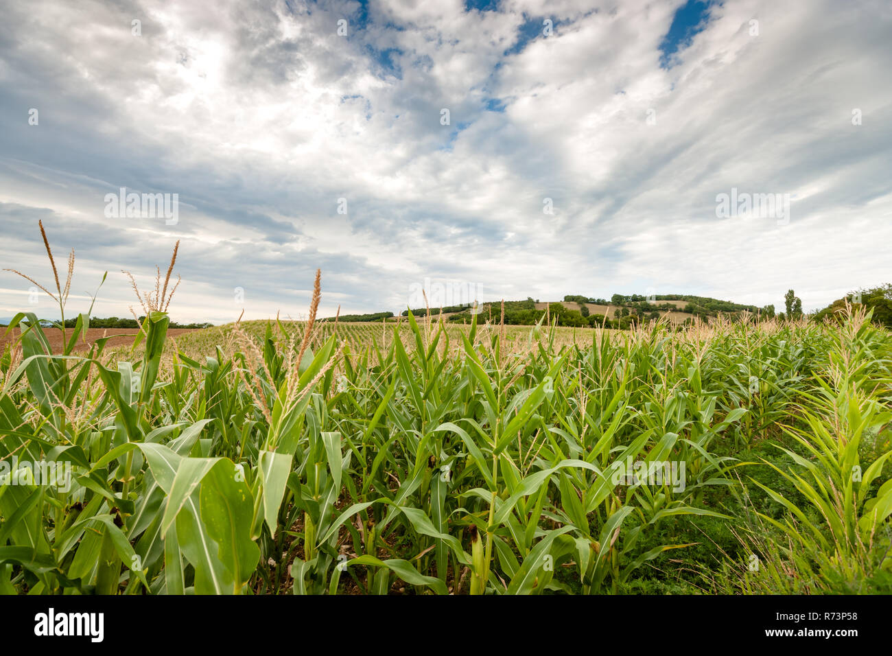 Agricultural fields with corn on the end off the summer just before the ...