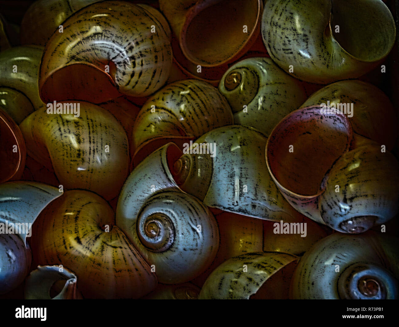 Moon shells hi-res stock photography and images - Alamy