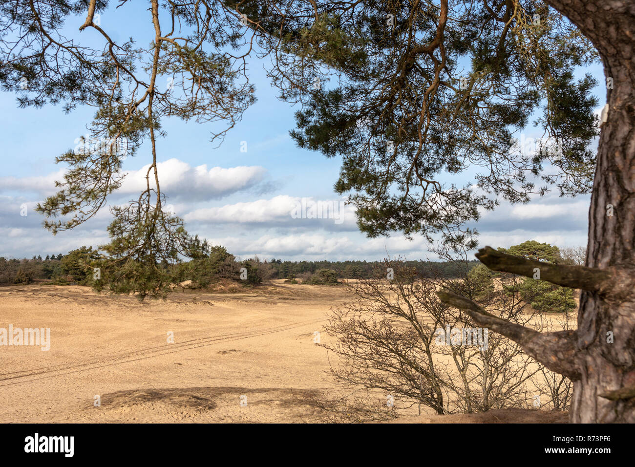 Pine trees in dutch dunes hi-res stock photography and images - Alamy