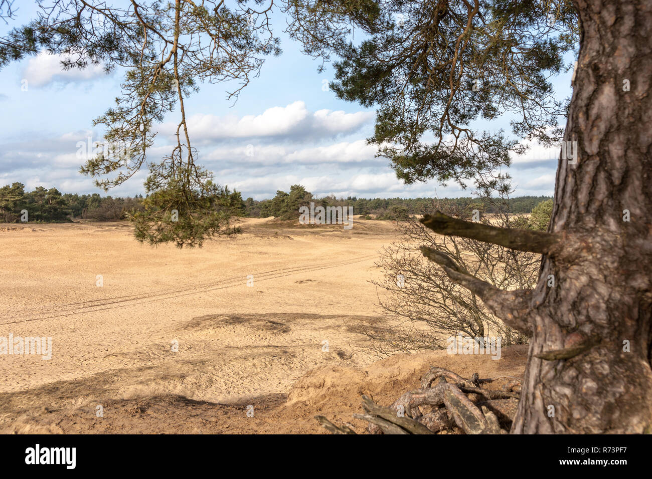 Pine trees in dutch dunes hi-res stock photography and images - Alamy