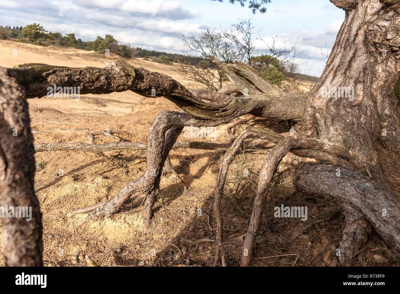 Pine trees and sand dunes in the desert at Kootwijk in the Netherlands ...