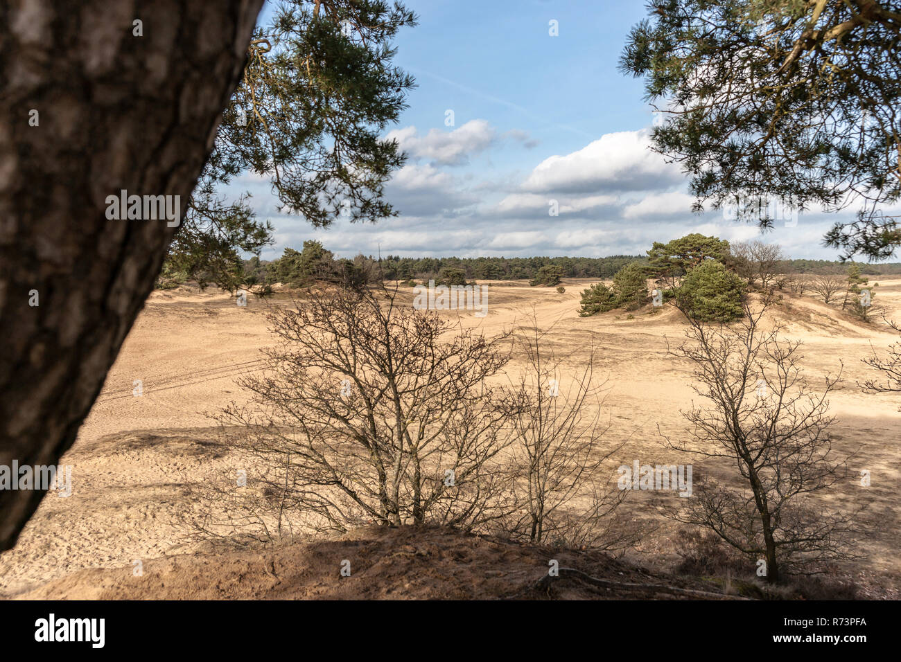 Pine trees in dutch dunes hi-res stock photography and images - Alamy