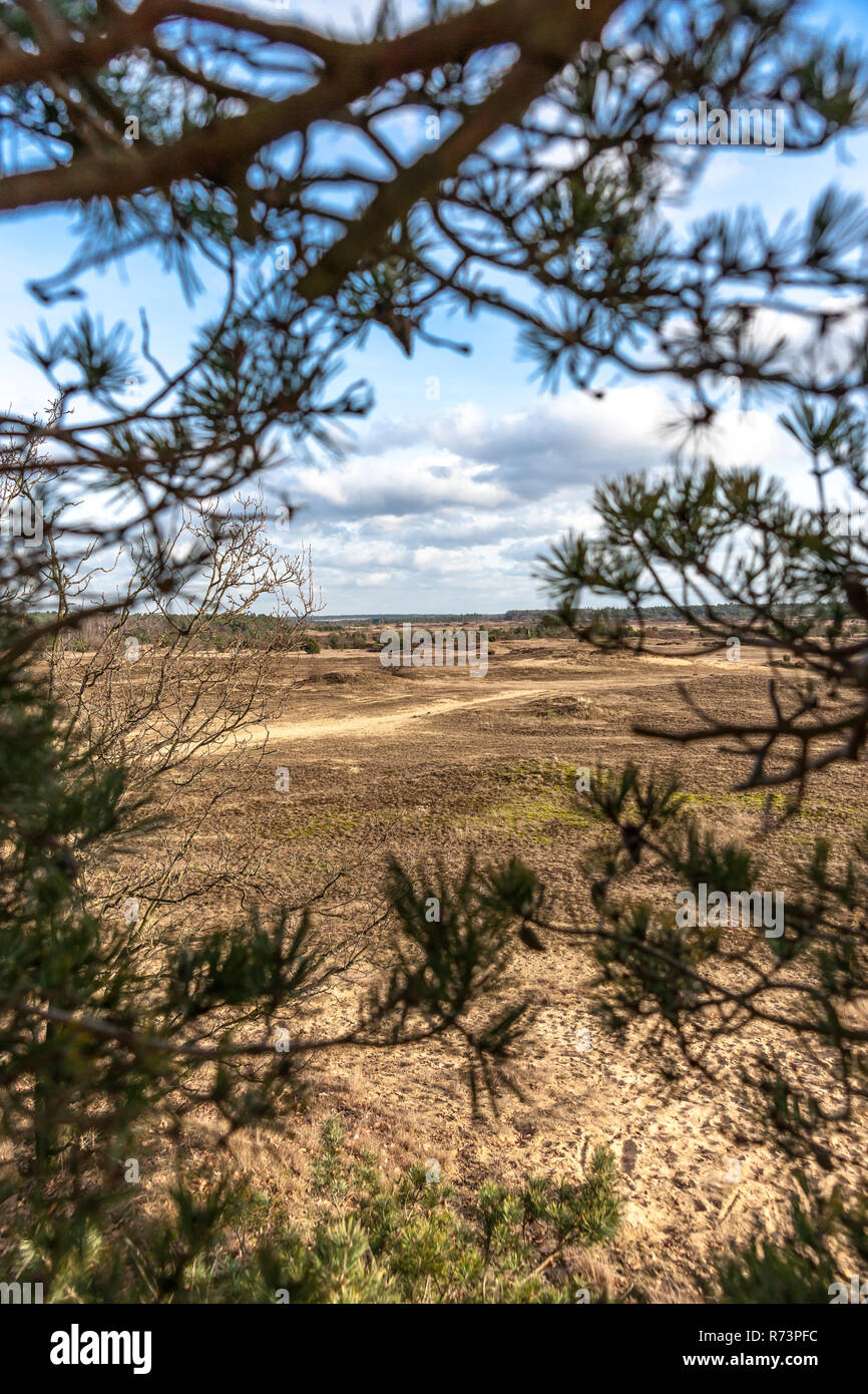 Pine trees and sand dunes in the desert at Kootwijk in the Netherlands ...