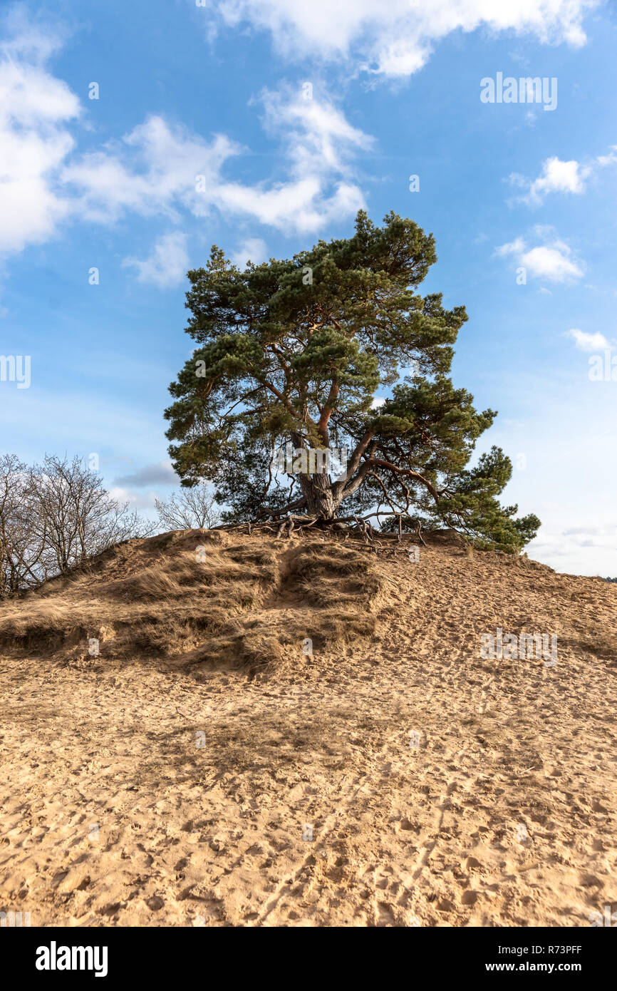 Pine trees in dutch dunes hi-res stock photography and images - Alamy