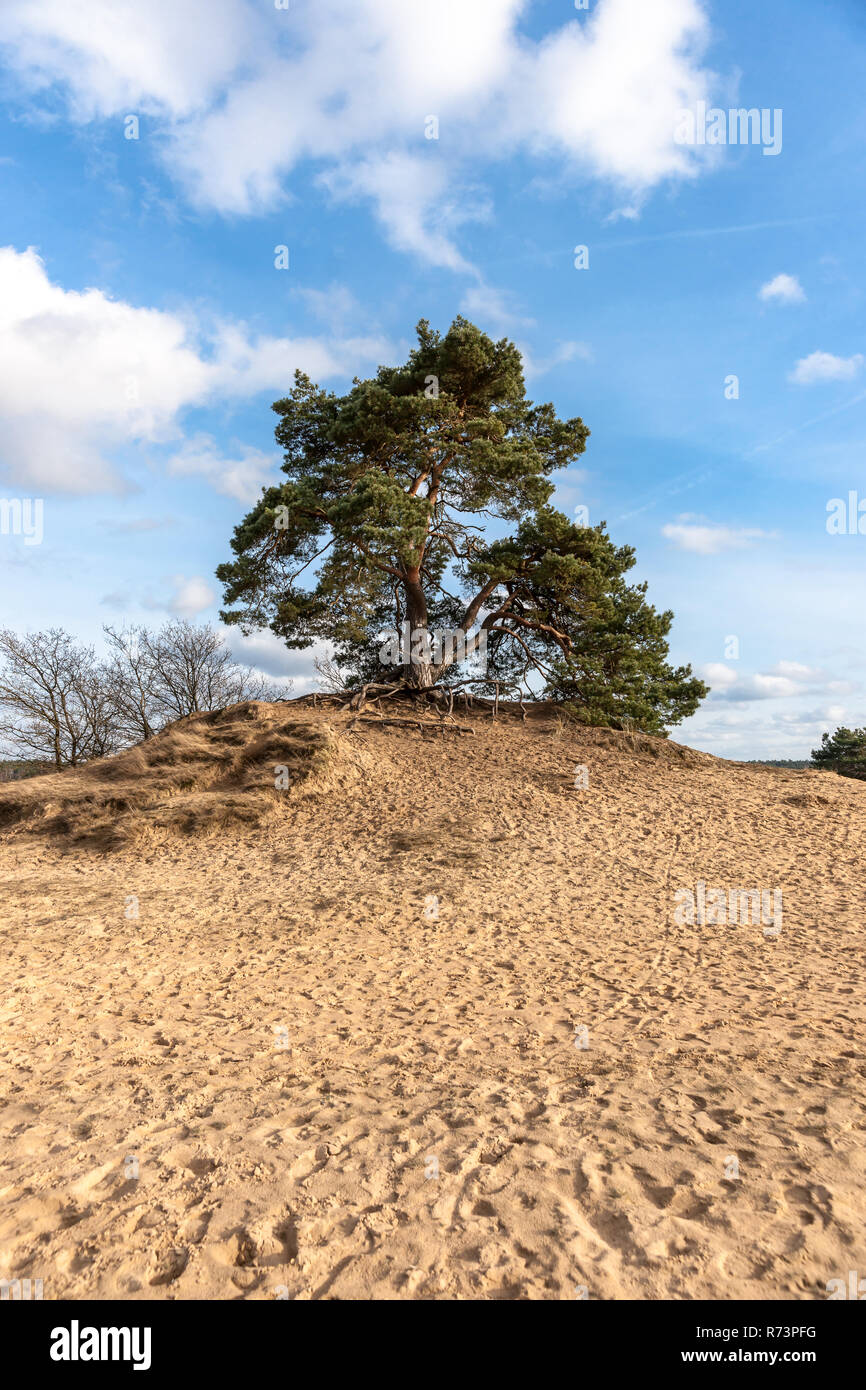 Pine trees and sand dunes in the desert at Kootwijk in the Netherlands ...