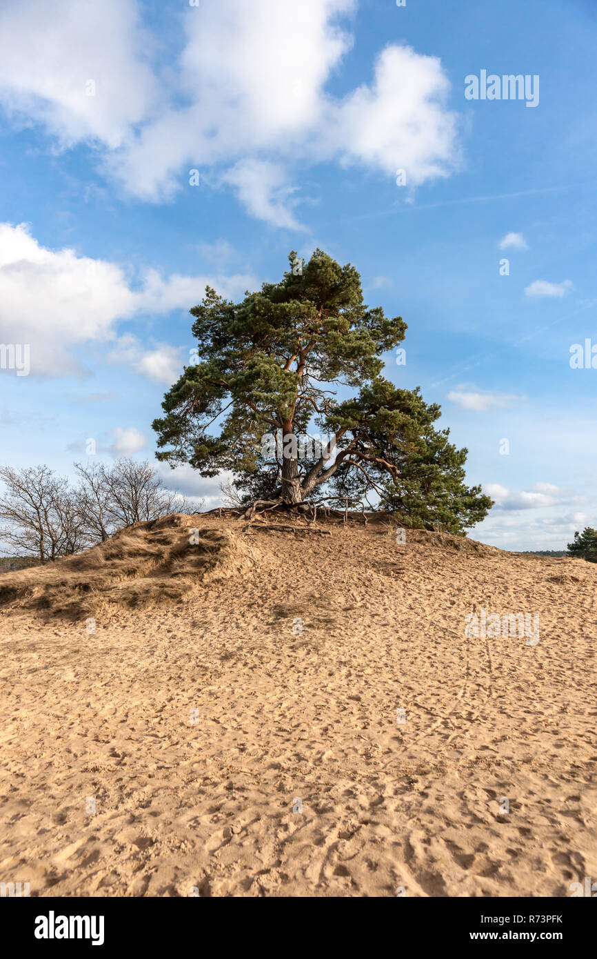 Pine trees and sand dunes in the desert at Kootwijk in the Netherlands ...