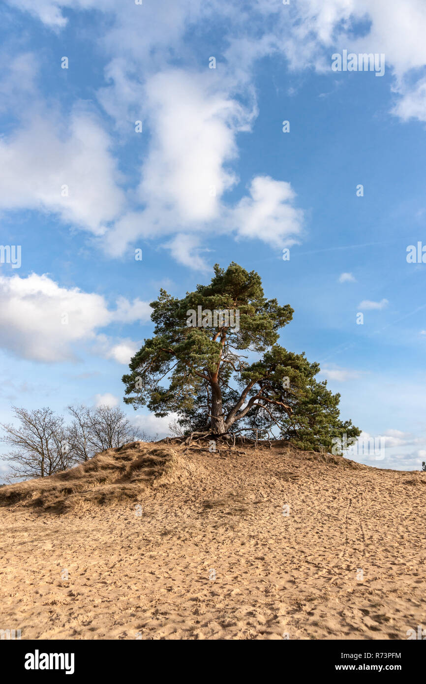 Pine trees and sand dunes in the desert at Kootwijk in the Netherlands ...