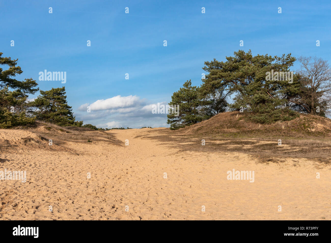 Pine trees and sand dunes in the desert at Kootwijk in the Netherlands ...