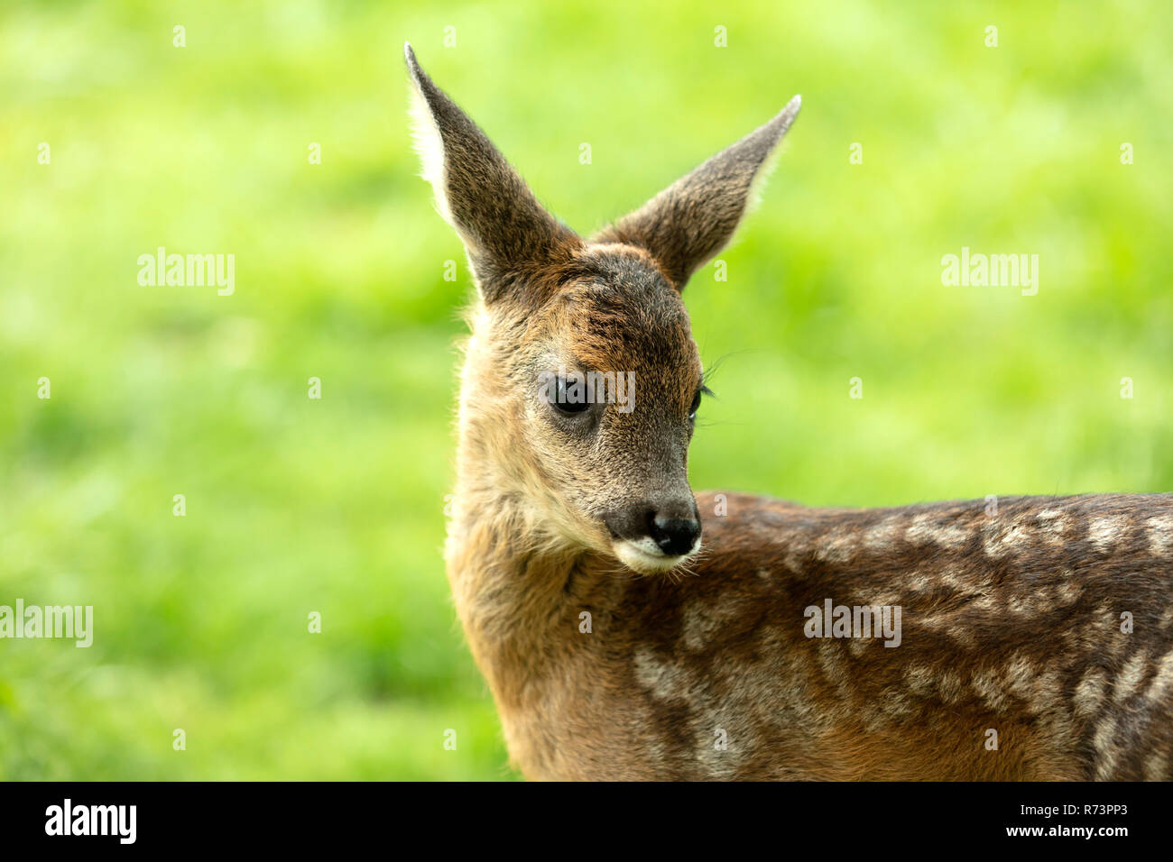 Stag and fawn hi-res stock photography and images - Alamy