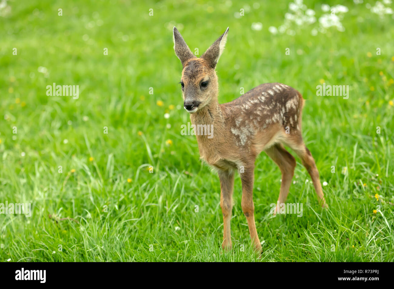 Stag and fawn hi-res stock photography and images - Alamy