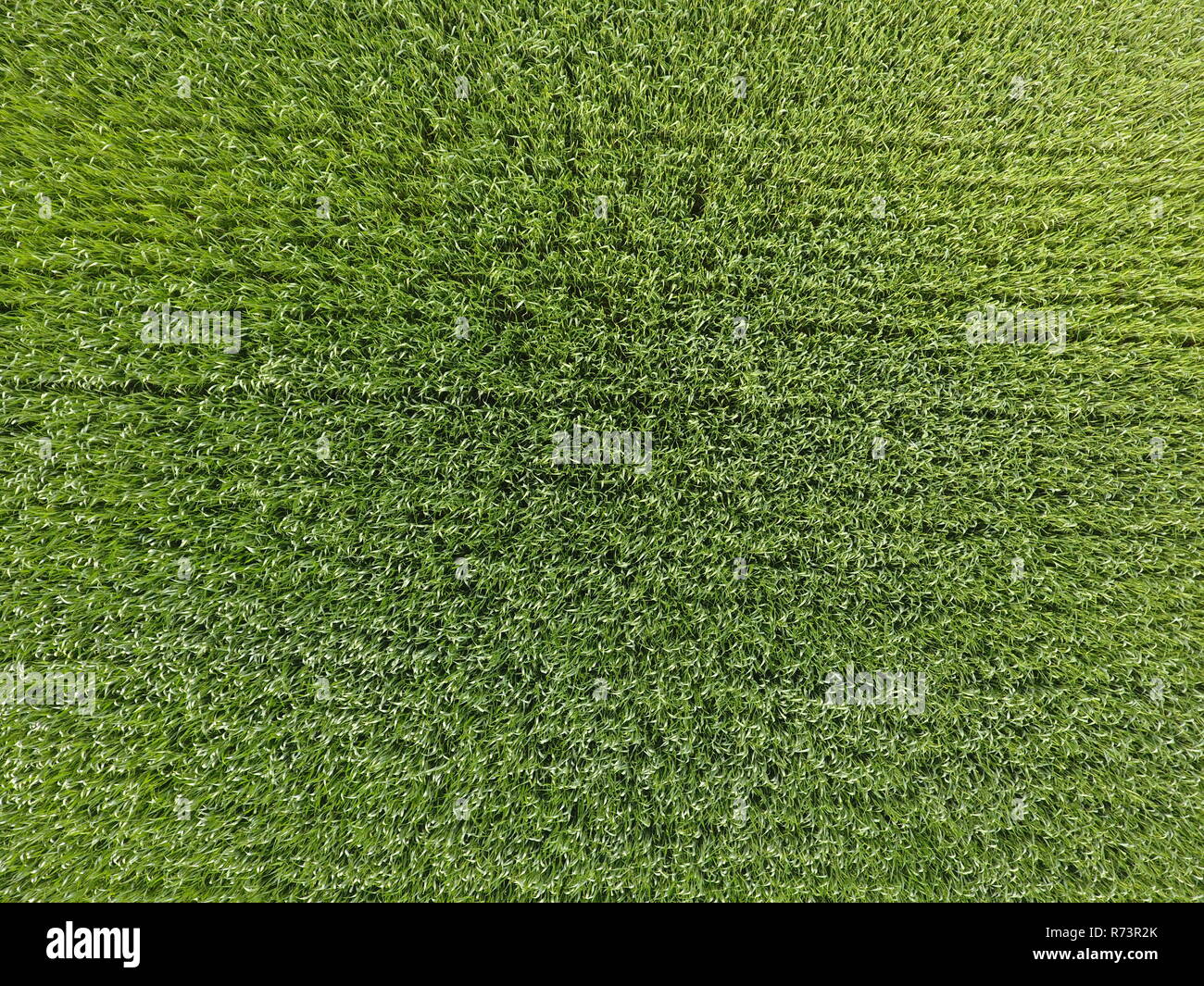 The wheat field is green. Young wheat on the field. View from above ...