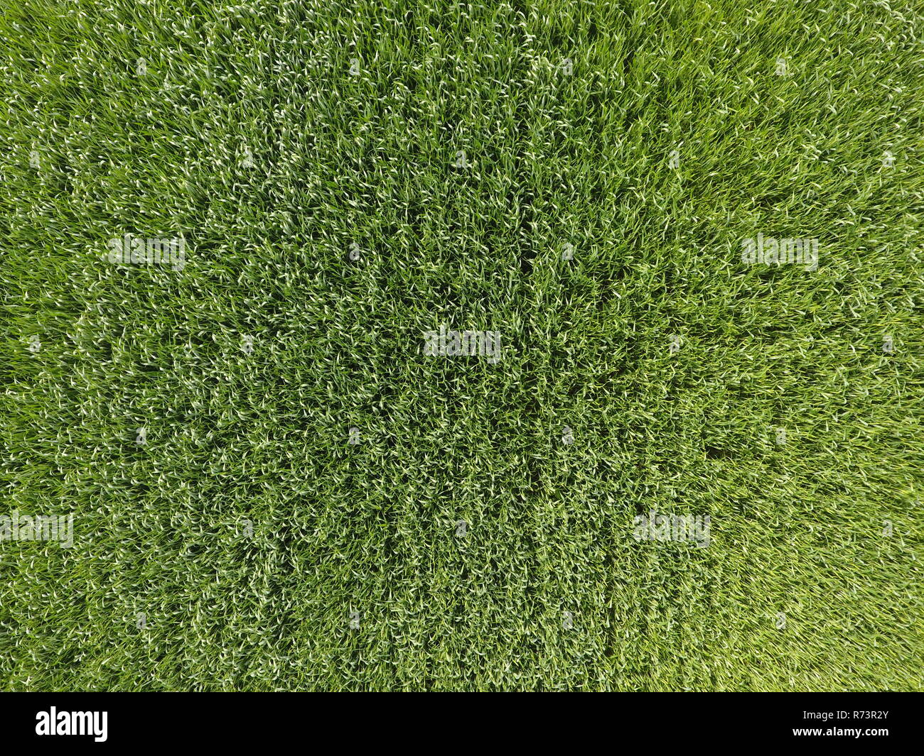 The wheat field is green. Young wheat on the field. View from above ...