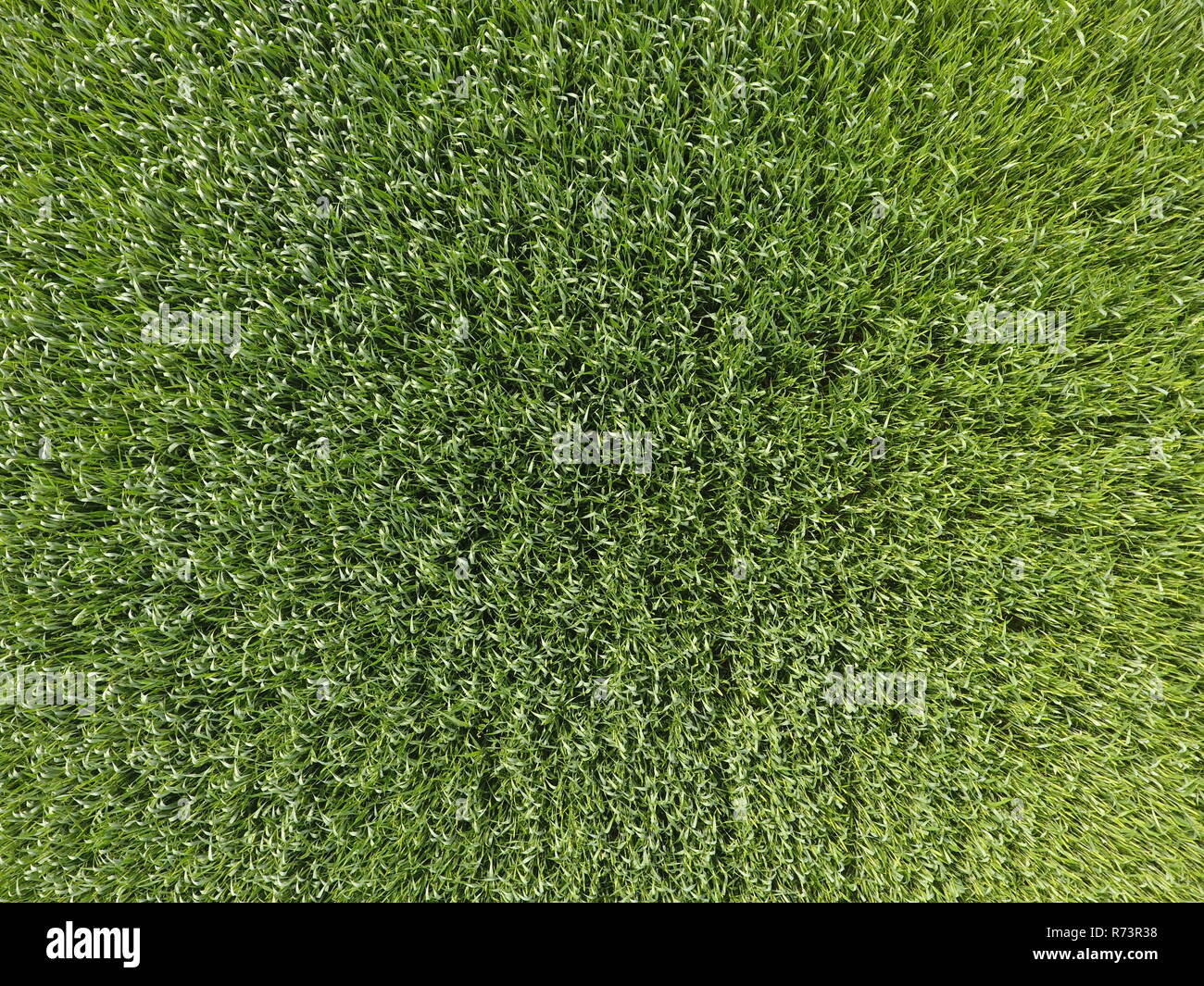 The wheat field is green. Young wheat on the field. View from above ...