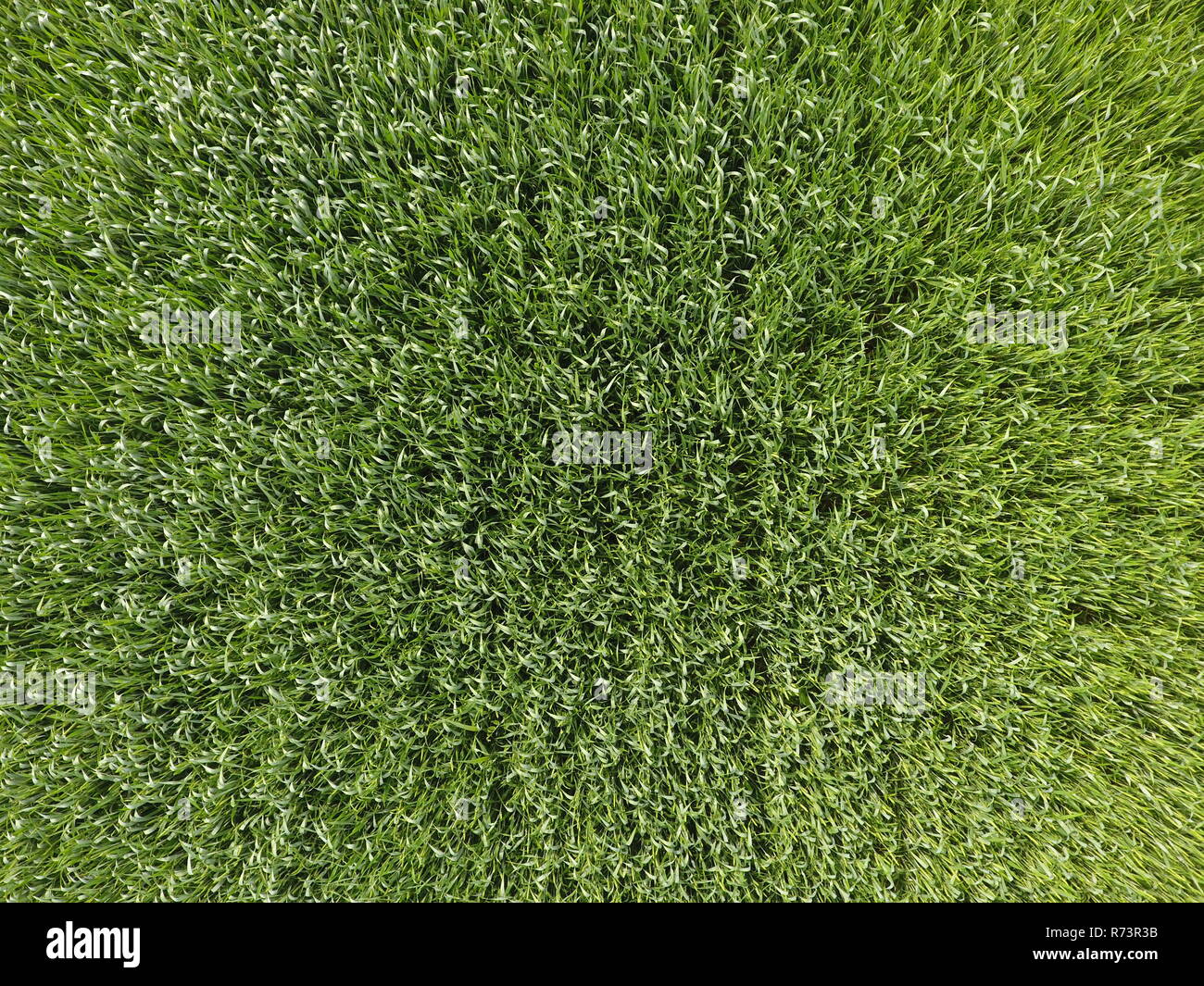 The wheat field is green. Young wheat on the field. View from above ...