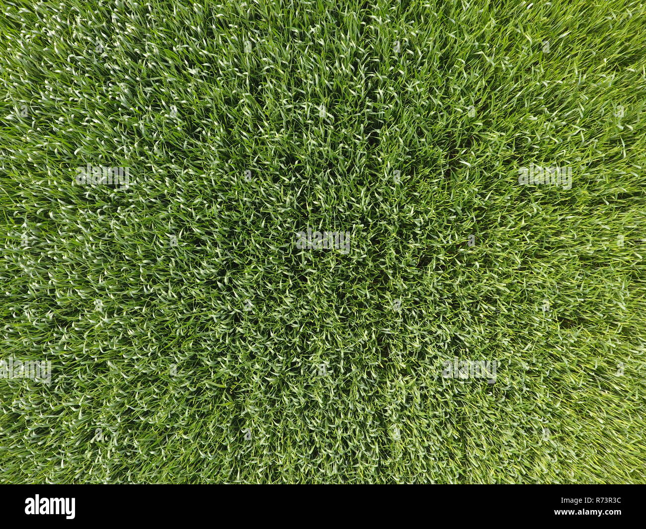The wheat field is green. Young wheat on the field. View from above ...