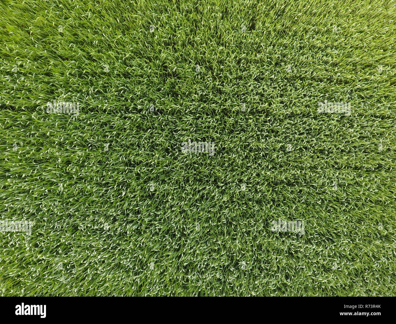 The wheat field is green. Young wheat on the field. View from above ...