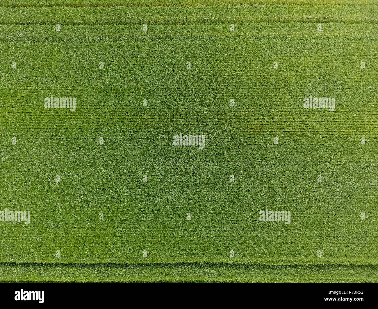 The wheat field is green. Young wheat on the field. View from above ...