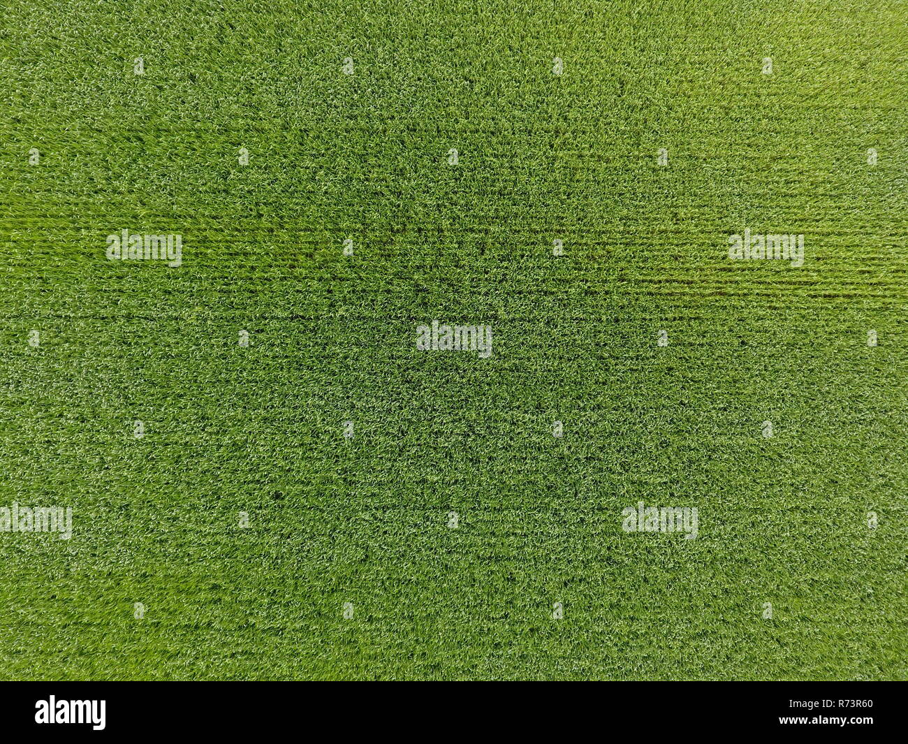 The wheat field is green. Young wheat on the field. View from above ...