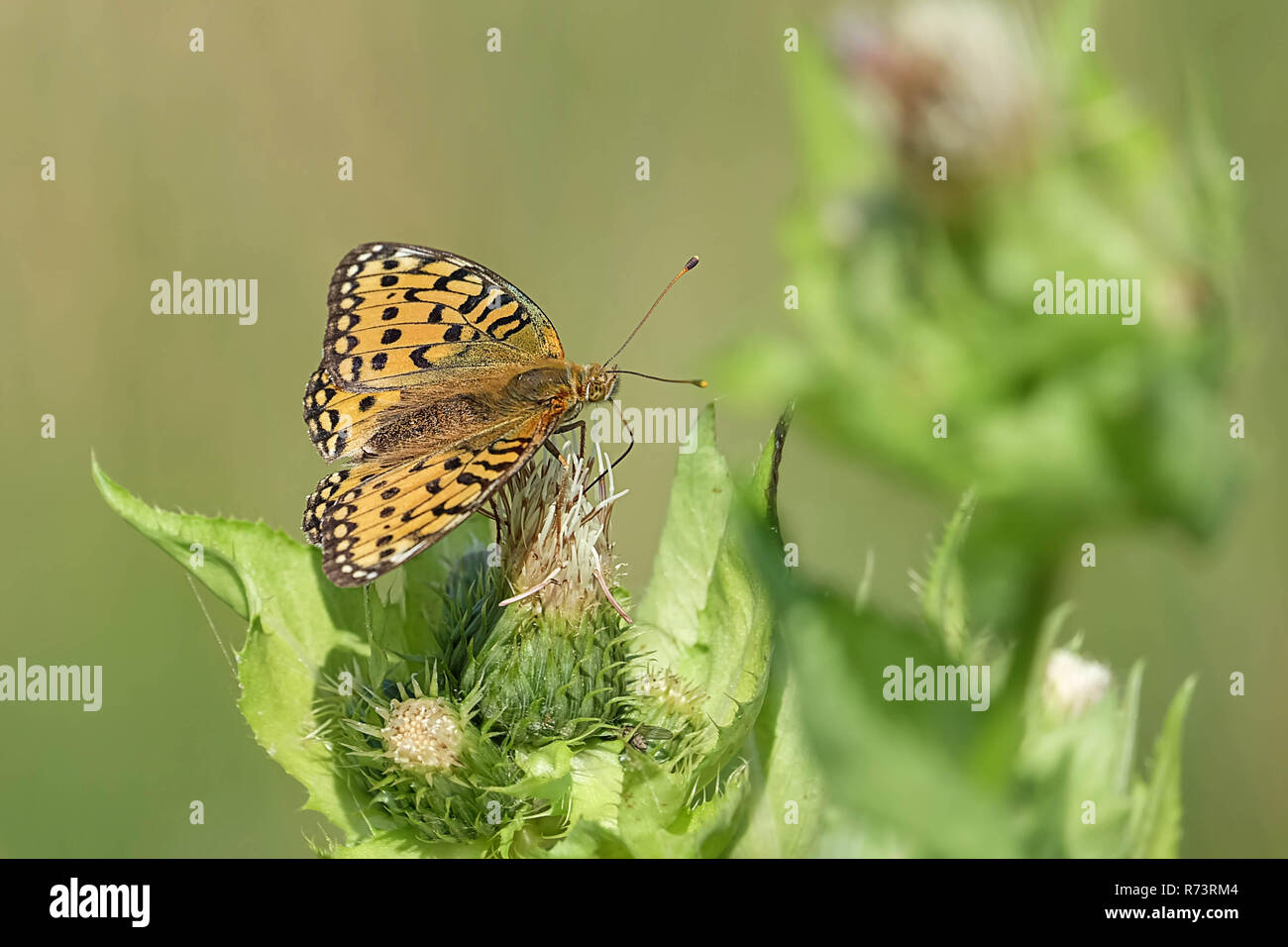 Pearl and insects hi-res stock photography and images - Alamy