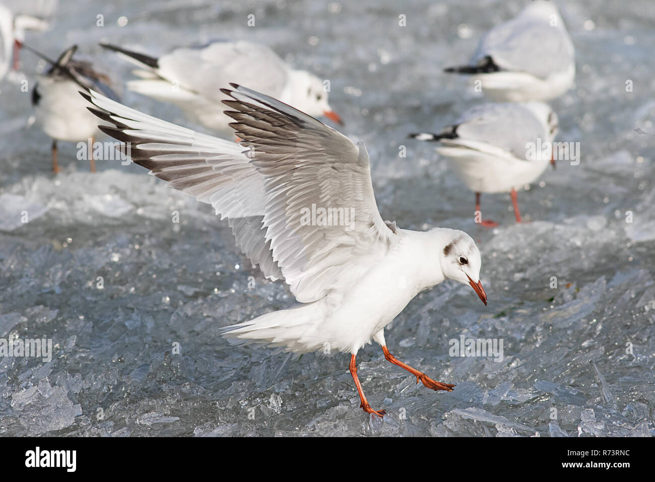 Icy blue eyes hi-res stock photography and images - Alamy