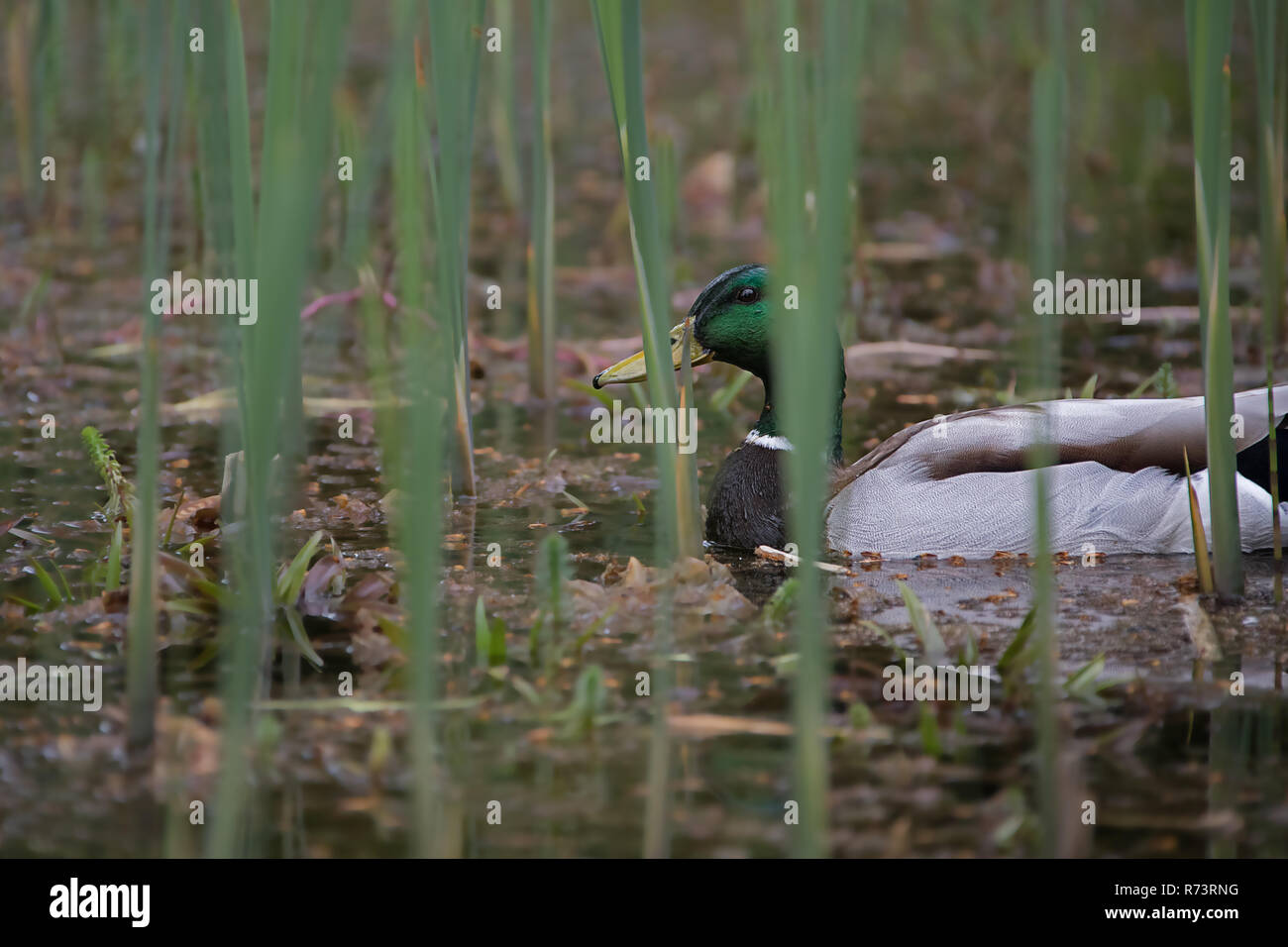 Drake swimming in a pond in bavaria hi-res stock photography and images ...