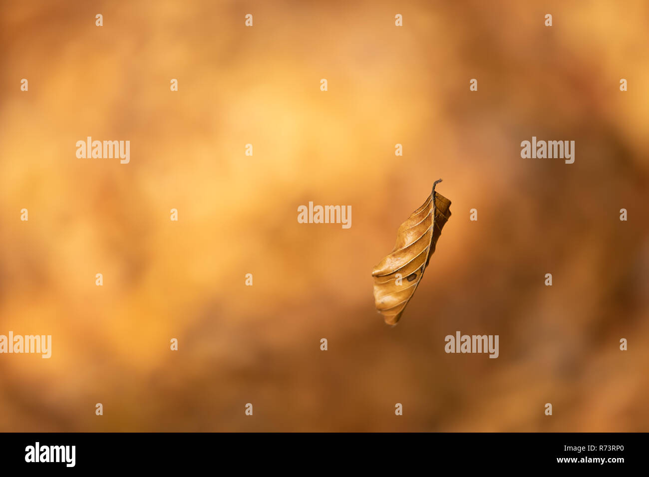 Woodland life cycle hi-res stock photography and images - Alamy