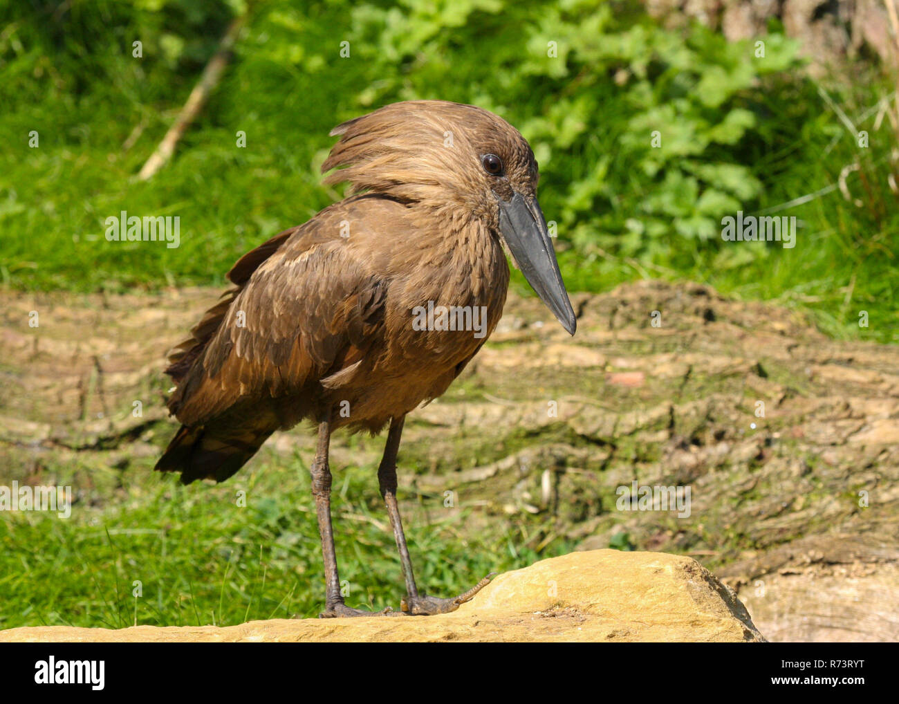 Brown Stork High Resolution Stock Photography and Images - Alamy