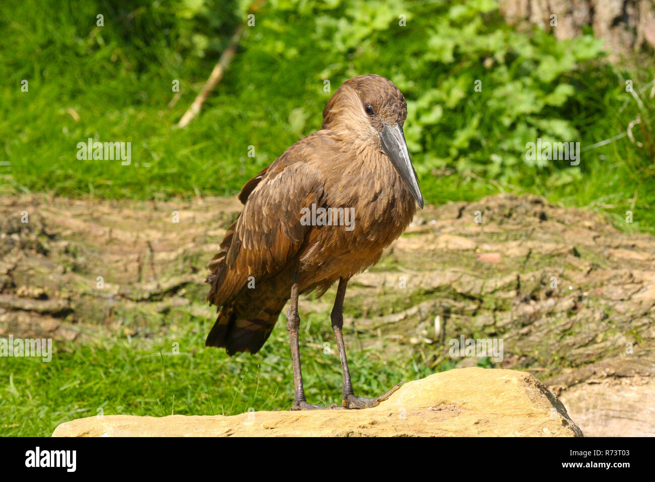 Hamerkop or Hammerhead stork (Scopus umbretta) resting in grass by a ...