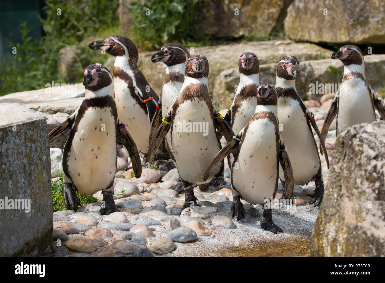 Marwell zoo hi-res stock photography and images - Alamy