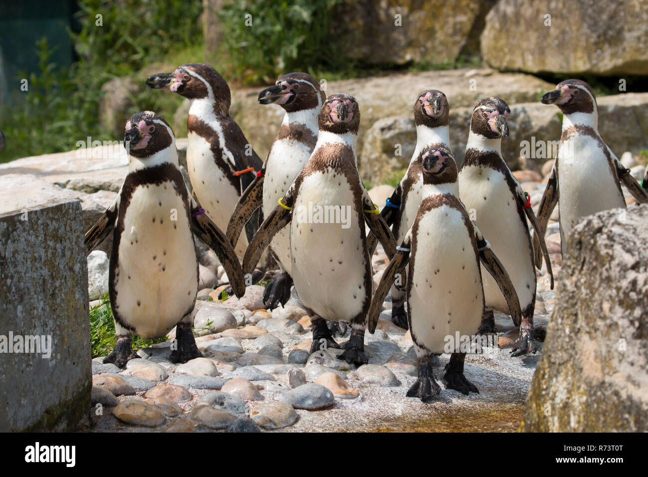 Marwell zoo hi-res stock photography and images - Alamy