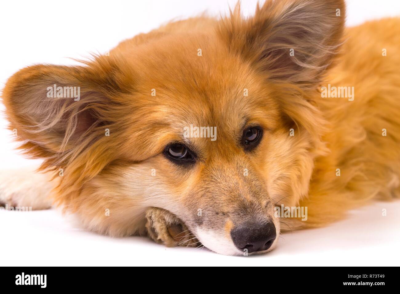 corgi fluffy close up portrait on a white background Stock Photo - Alamy