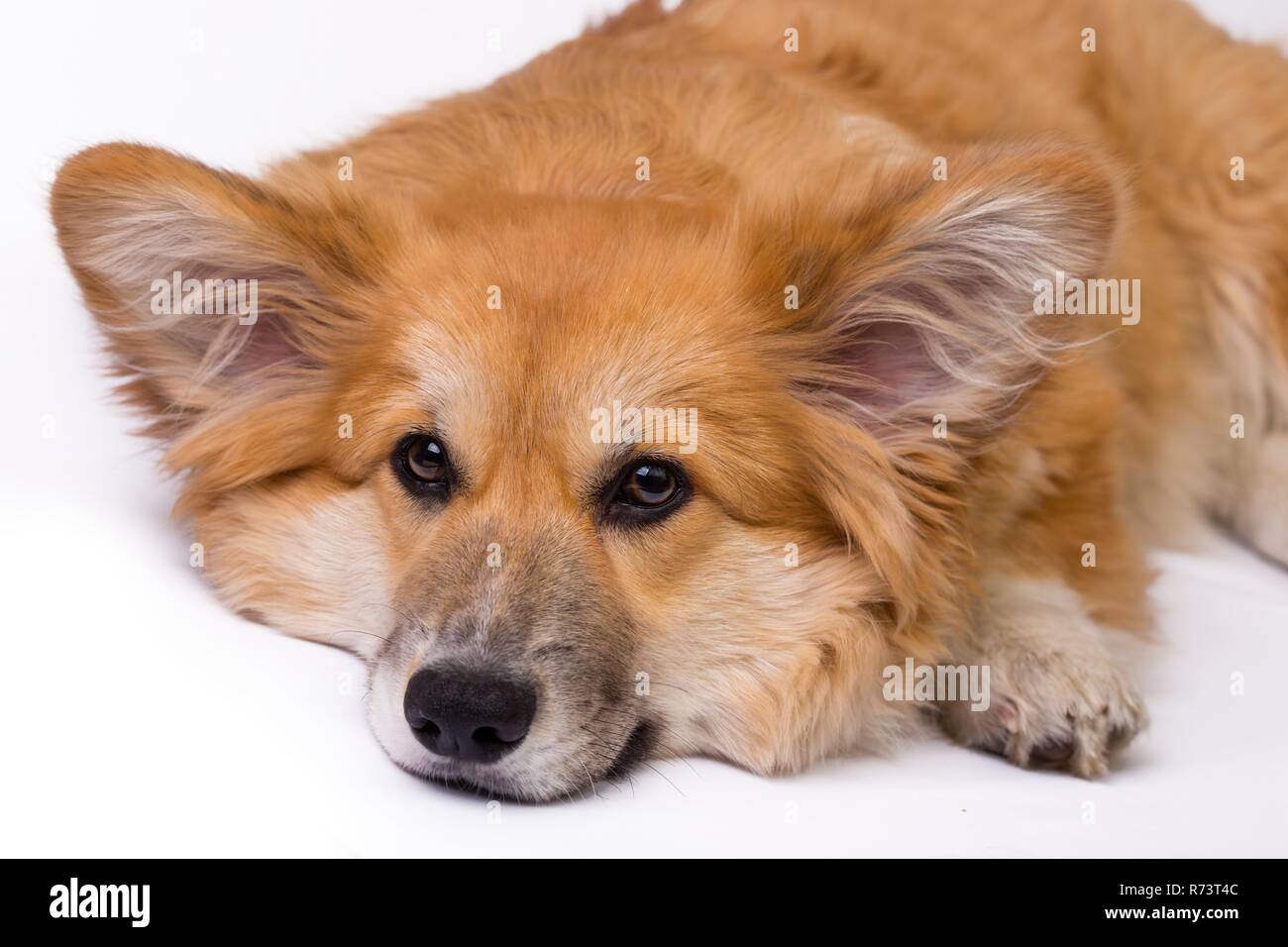 corgi fluffy close up portrait on a white background Stock Photo - Alamy