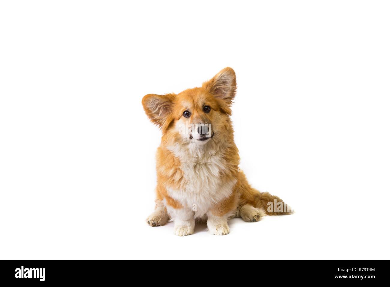 corgi fluffy close up portrait on a white background Stock Photo - Alamy