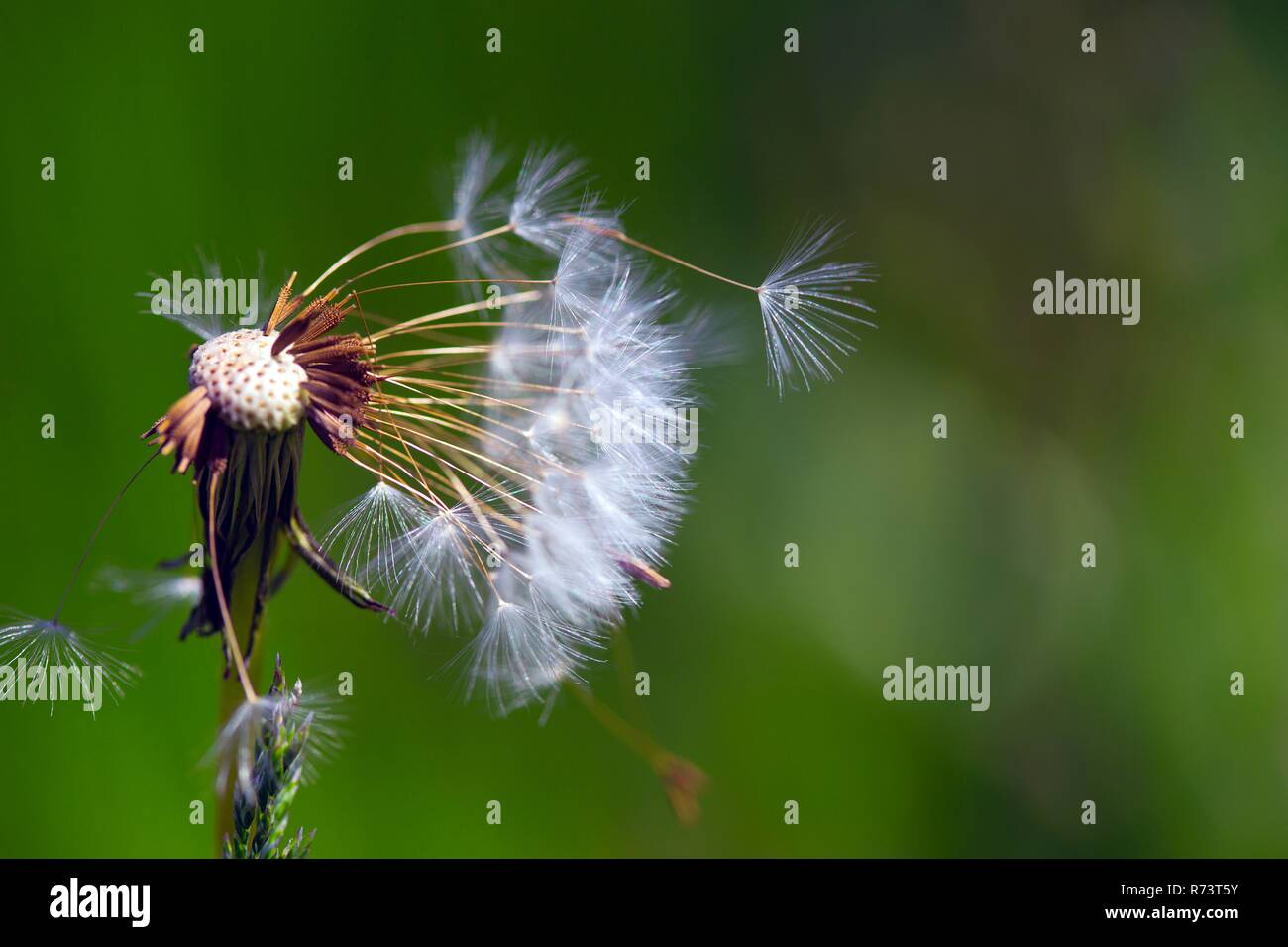 One big fluffy dandelion. Spring Stock Photo - Alamy