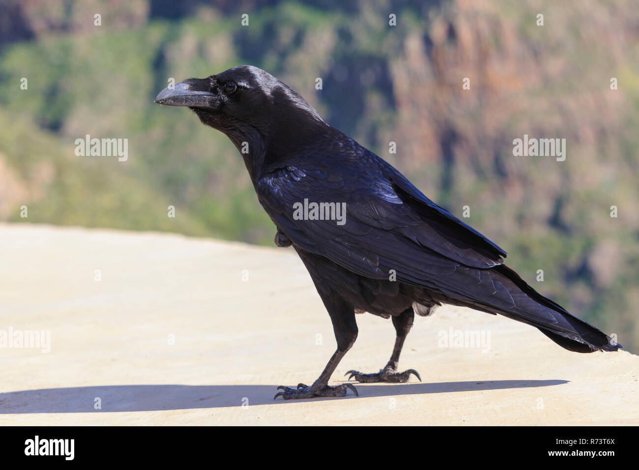 Raven in side view hi-res stock photography and images - Alamy