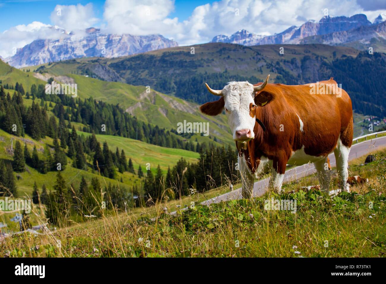 group of italian cows on a pasture. mountains Dolomites, Italy Stock ...