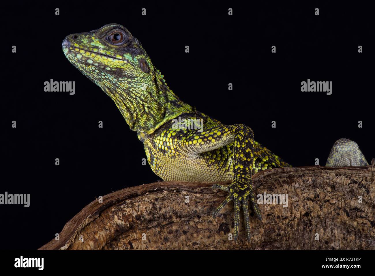 Weber's sailfin lizard (Hydrosaurus weberi Stock Photo - Alamy